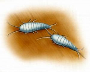 Los Tisanuros. Pececillos de plata | Proyecto Verde de Colmenarejo